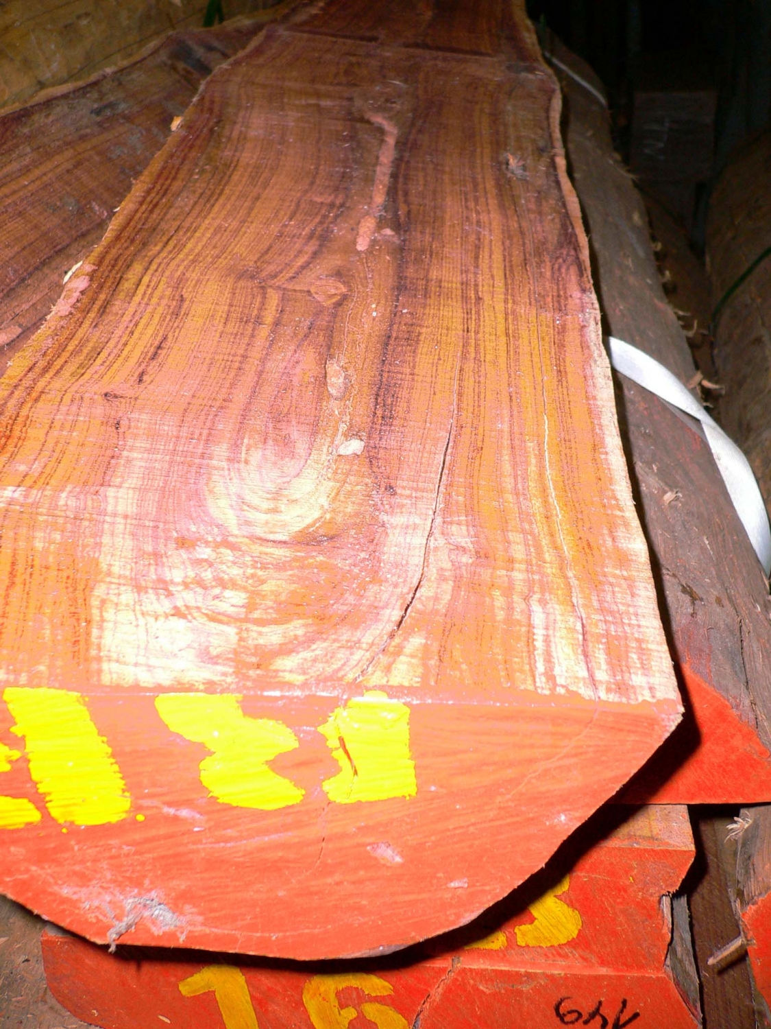 Jacaranda de Bahia – Vigano