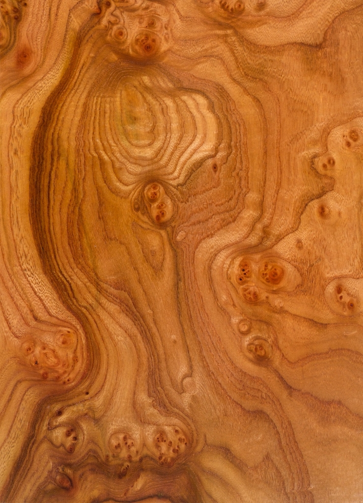 Elm Cluster – Vigano