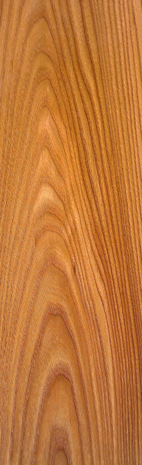 Olmo rojo – Vigano